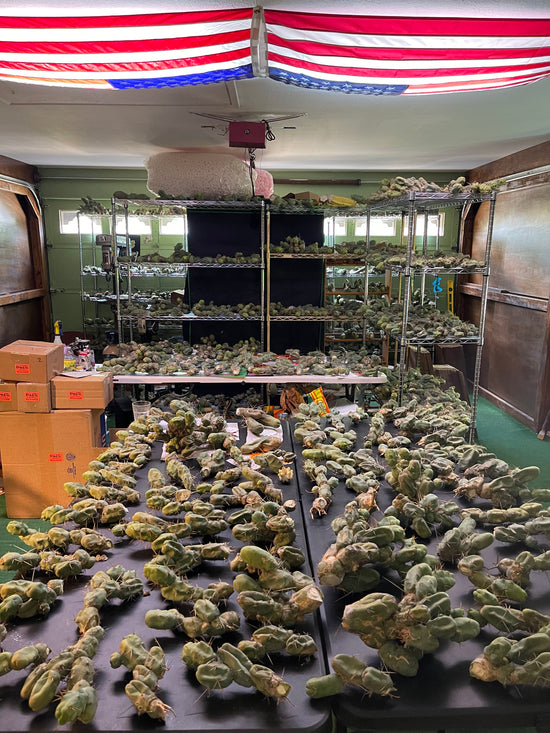 IMDAVESBUD – IMDAVESBUD!!!